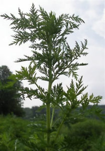 Artemizyna (Artemisia annua, Bylica roczna) | Naukowo potwierdzone ...